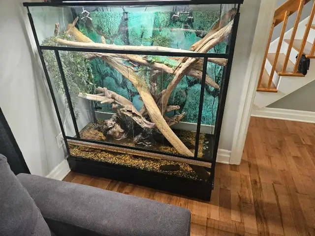 dragon deau et terrarium | Reptiles & Amphibians for Rehoming ...
