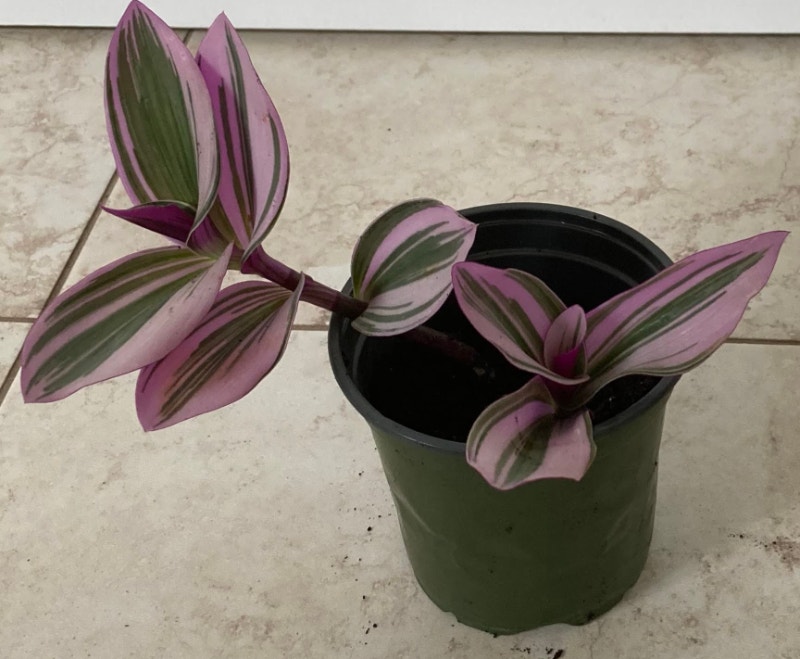 Tradescantia cerinthoides 'Nanouk' Inch Plants ($5-$20) | Plants ...