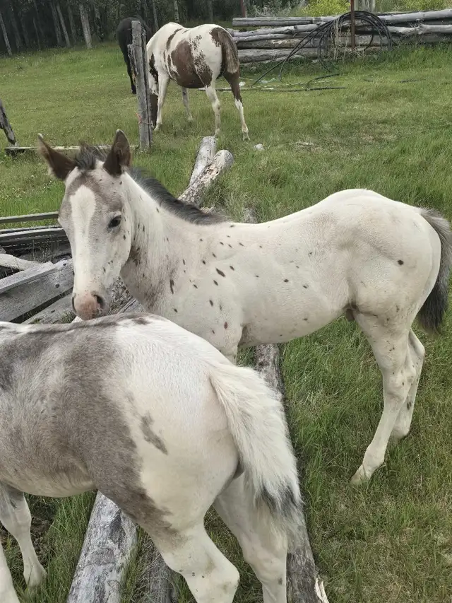 appaloosa quarter horse stud colt | Horses & Ponies for Rehoming ...