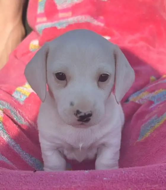 Rare Purebred Miniature Dachshund Puppies | Dogs & Puppies for Rehoming ...