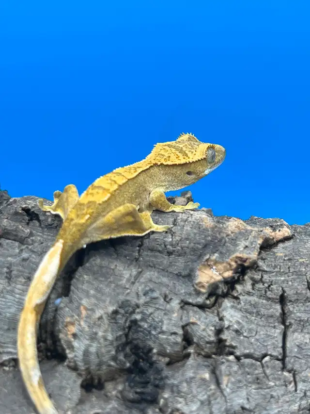Juvenile Crested Gecko | Reptiles & Amphibians for Rehoming | London ...
