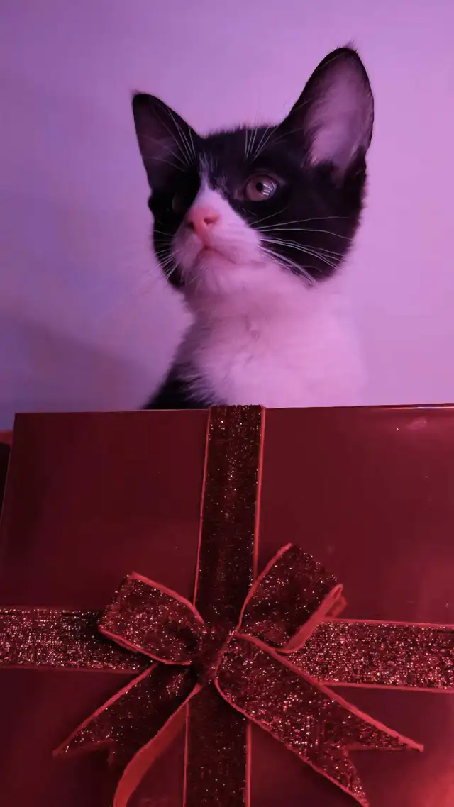 Adorables chats Bobtail japo à vendre – mâle pur race et jumeaux | Cats ...