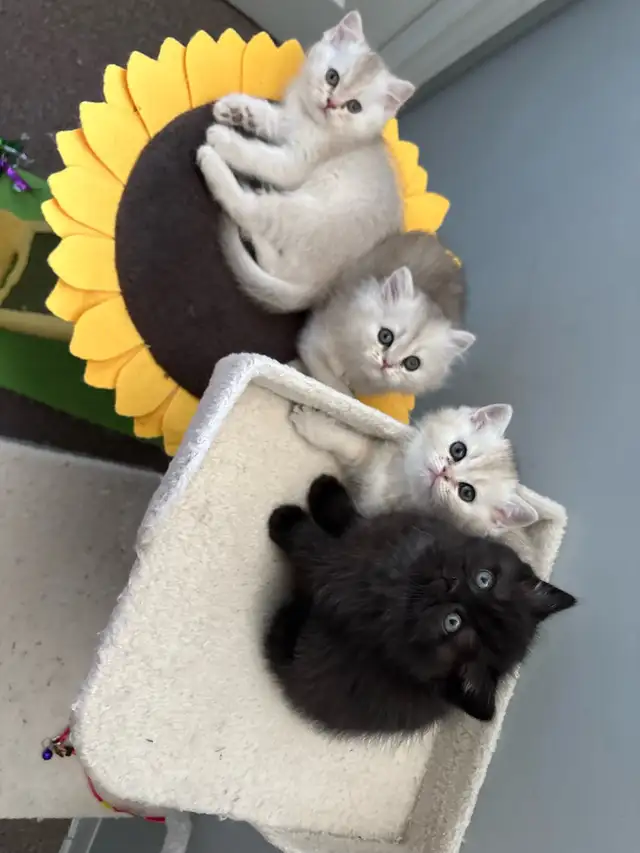 3 cute kittens for rehoming | Cats & Kittens for Rehoming | Bedford ...