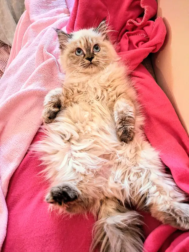 Authentic Blue Lynx Point Persian Ragdoll Lap Kitten | Cats & Kittens ...