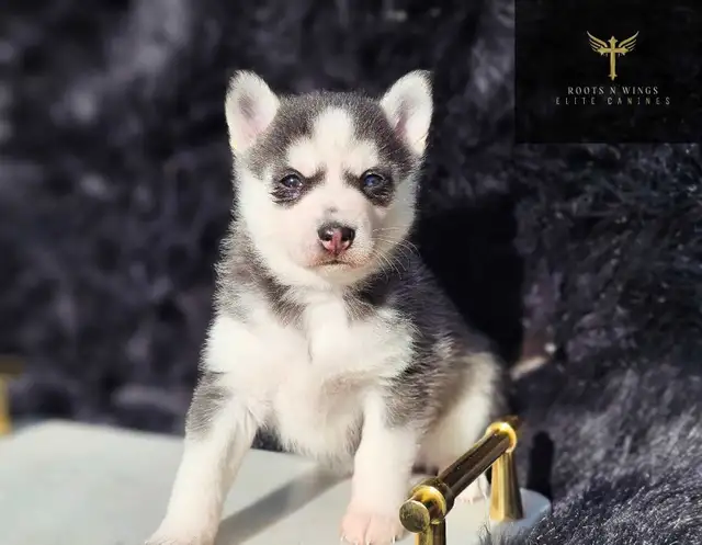 Mini Pomsky Puppies! *SPECIAL PRICING this week* | Dogs & Puppies for ...