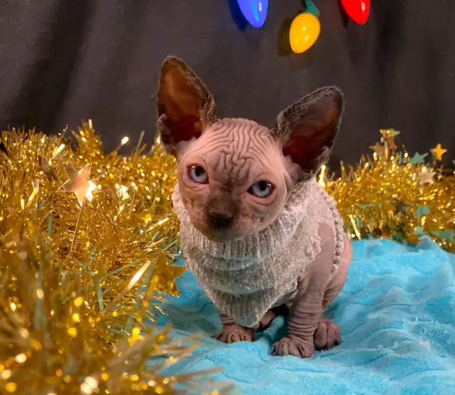 *Last One* Sphynx Kitten | Cats & Kittens for Rehoming | Vancouver ...