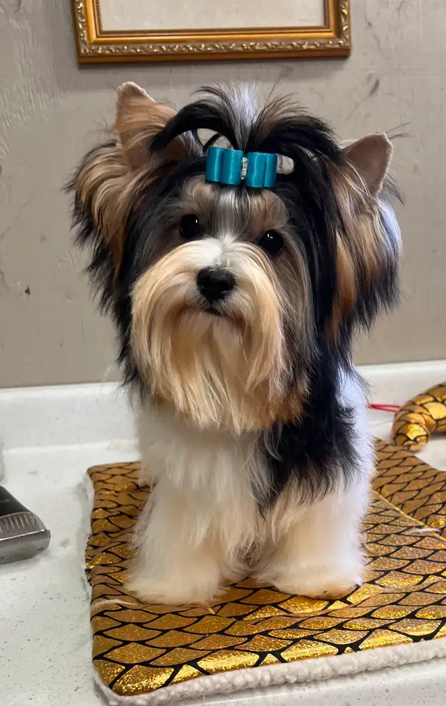 Biewer Terrier (Parti-Coloured Yorkie) | Dogs & Puppies for Rehoming ...