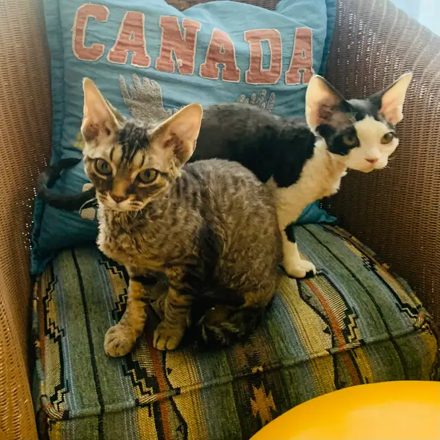 2 gorgeous Male DEVON REX KITTENS | Cats & Kittens for Rehoming ...