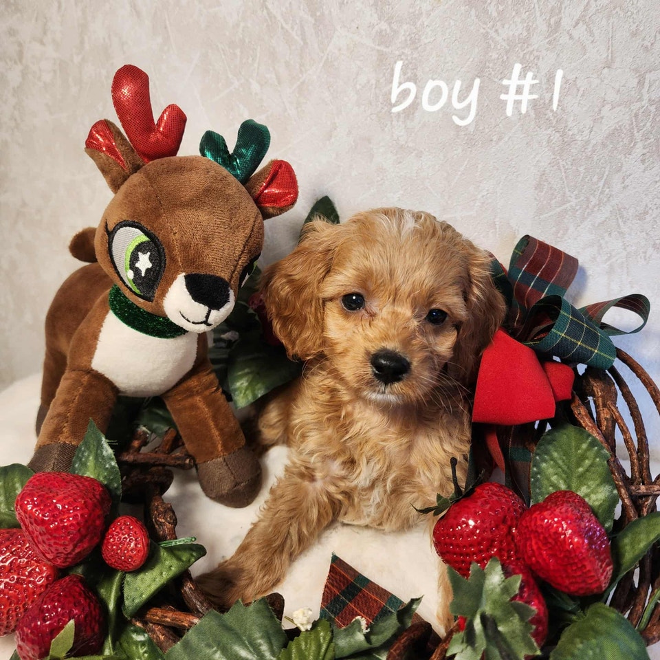 F1b Toy Cockapoo Puppies | Dogs & Puppies for Rehoming | Edmonton ...