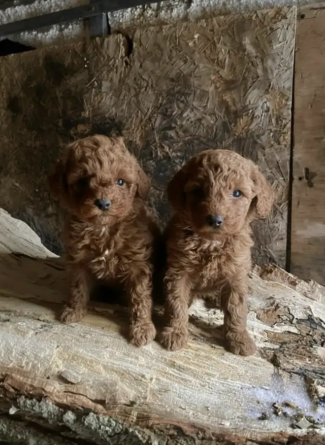 mini cockapoo ( toy poodle x cockapoo) chiot puppy | Dogs & Puppies for ...