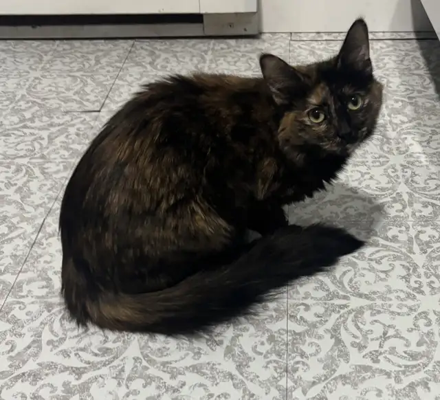 female tri color cat | Cats & Kittens for Rehoming | Delta/Surrey ...