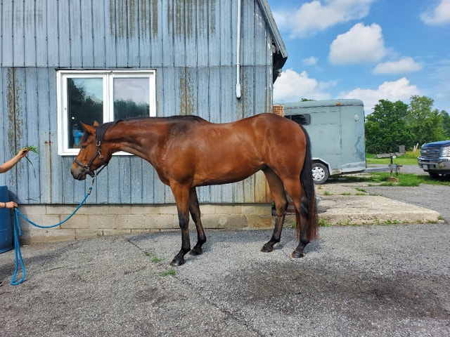 AQHA Gelding | Horses & Ponies for Rehoming | Ottawa | Kijiji
