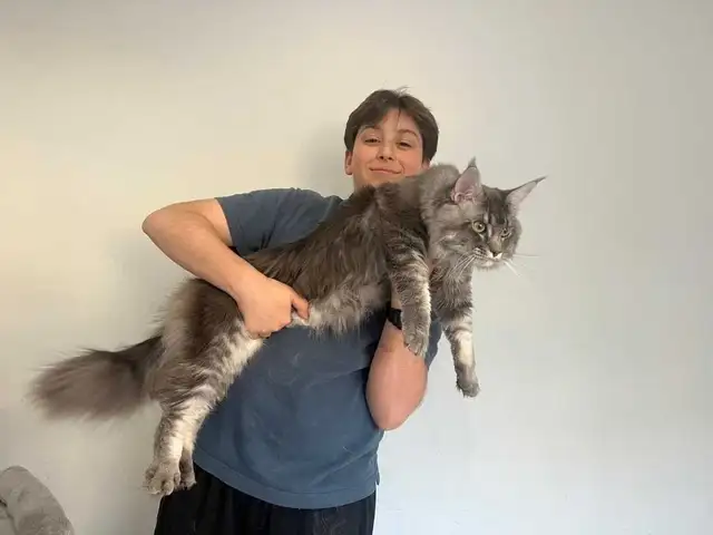 Chatons Maine Coon de race pure — Le cadeau de Noël parfait | Cats ...