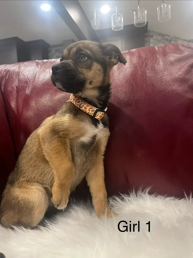 Mixed puppies only serious Inquiries please and thx | Dogs & Puppies ...