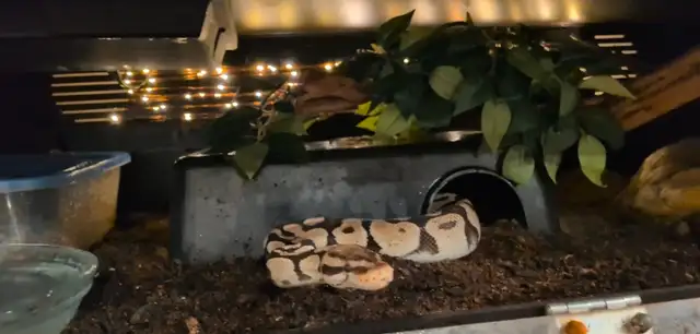 Female Adult Ball Python | Reptiles & Amphibians for Rehoming ...