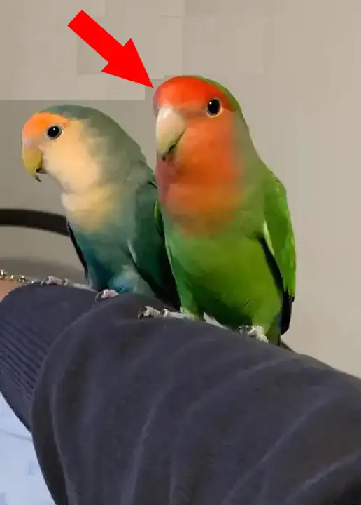 Lovebird - Cutie 1.5 Year Old Male Love bird Needs a Home | Birds for ...