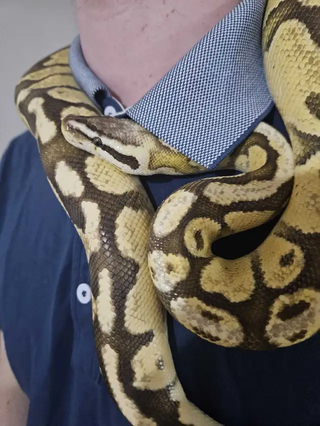 Serpent Royal Enchi Pastel | Reptiles & Amphibians for Rehoming ...