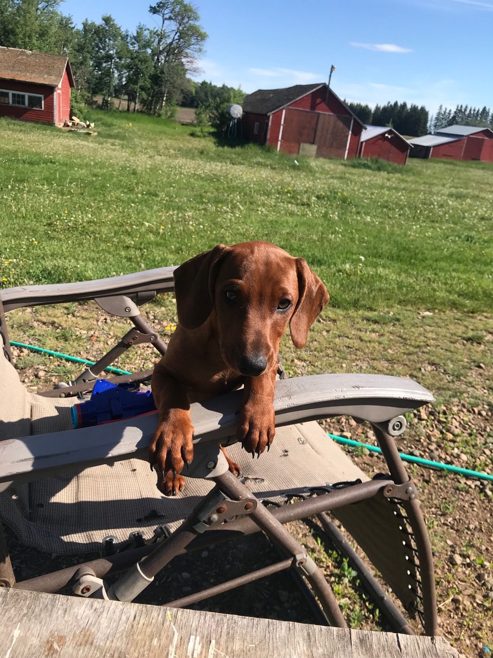 Purebred Miniature Dacshund | Dogs & Puppies for Rehoming | Edmonton ...