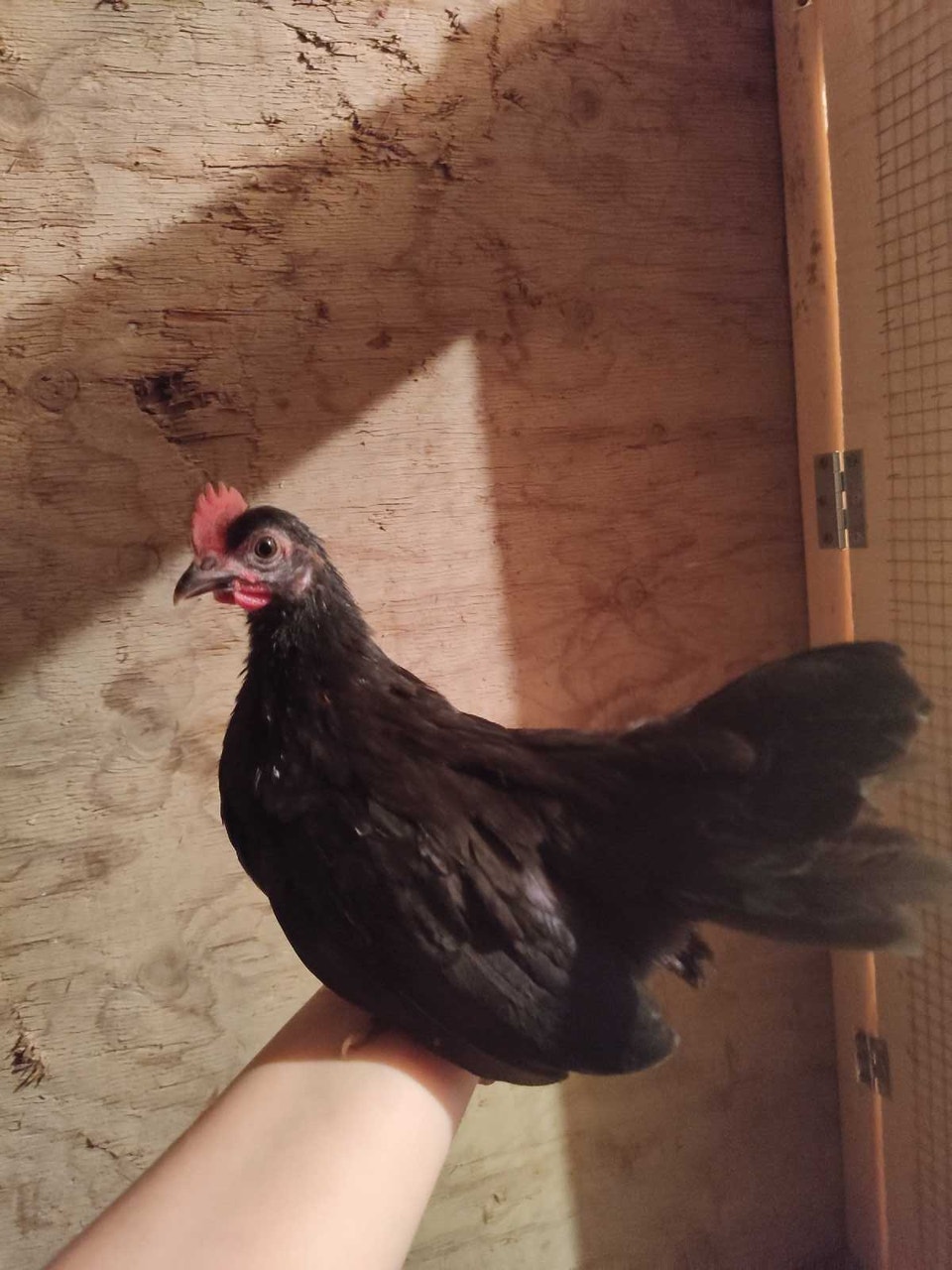 poule et coq couple serama x mille fleur | Livestock | Laurentides ...