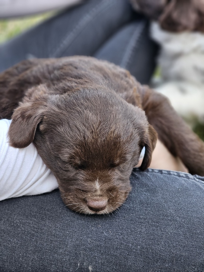 3 remaing Puppies | Dogs & Puppies for Rehoming | Kingston | Kijiji