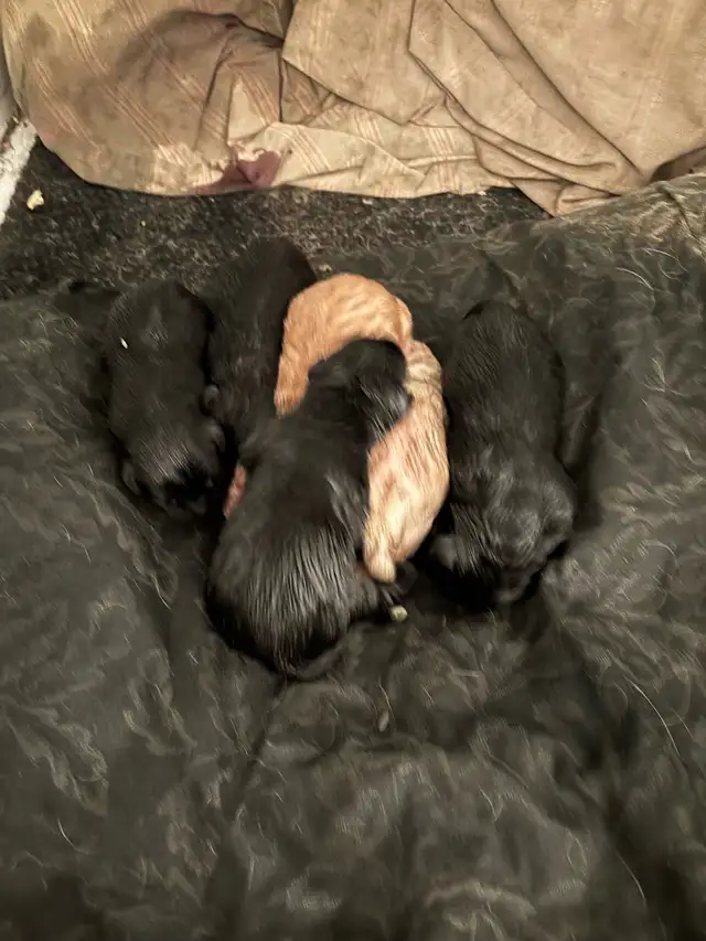 Lab puppies | Dogs & Puppies for Rehoming | Ottawa | Free local ...