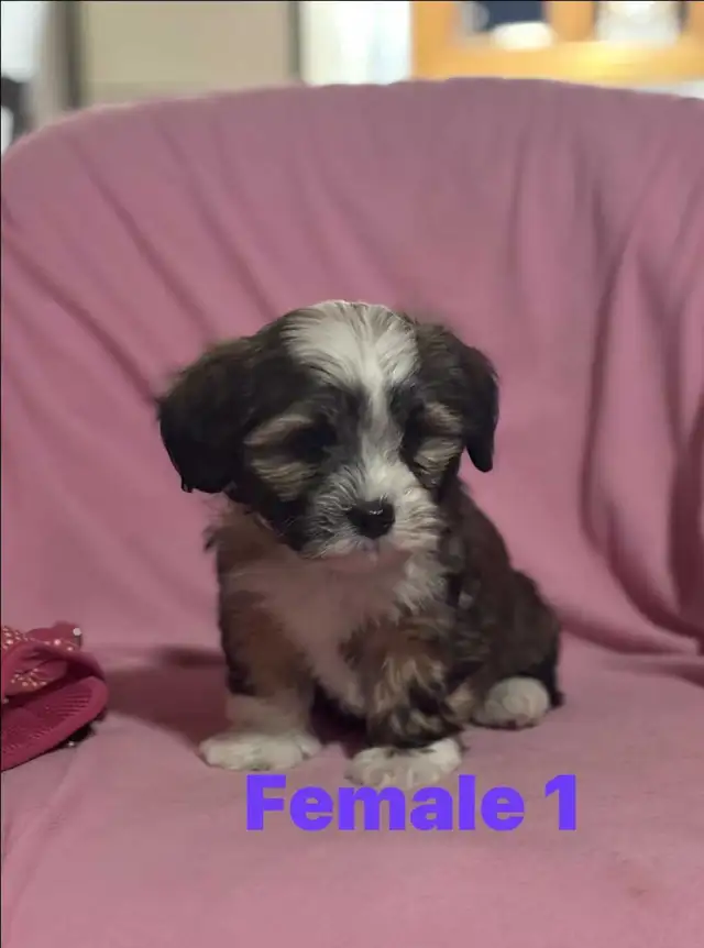 Havanese x Mini poodle puppies | Dogs & Puppies for Rehoming | Ottawa ...