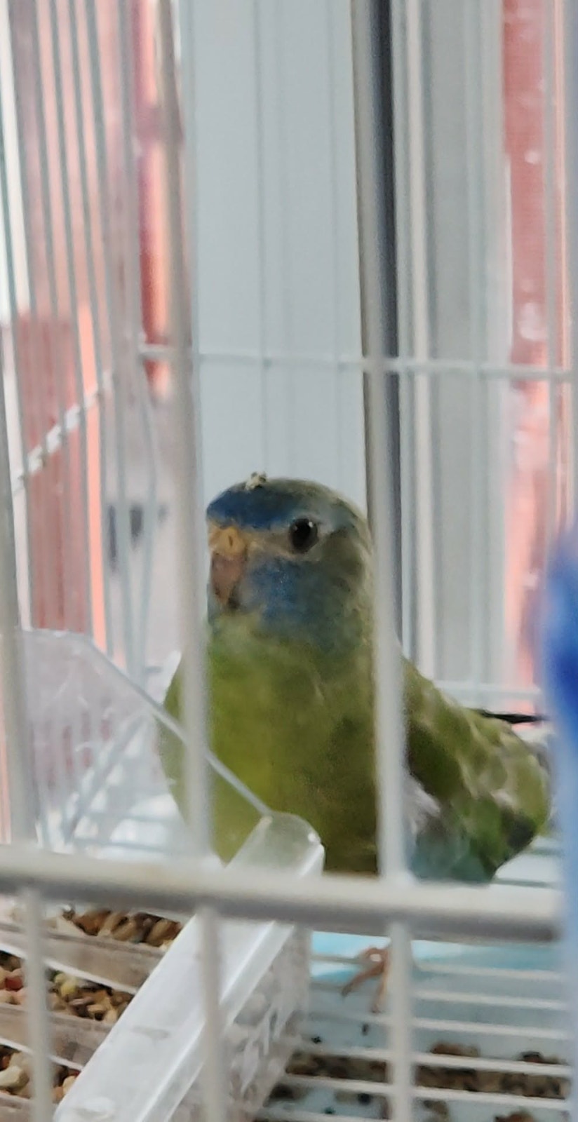 PETITE PERRUCHE SPLENDIDE DE 4 ANS FEMELLE | Birds for Rehoming ...