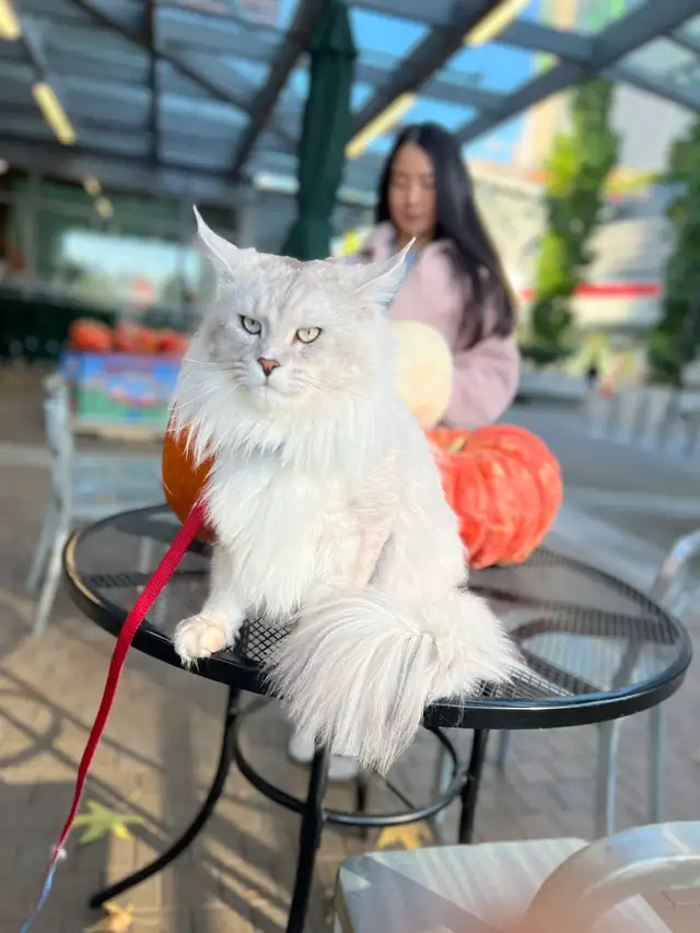 Beautiful Grey smoke Maine Coon male 3 years old for Adoption | Cats ...