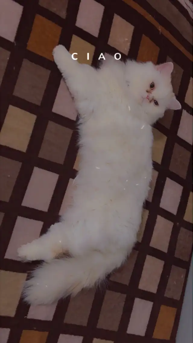 Rehoming for cat | Cats & Kittens for Rehoming | Kitchener / Waterloo ...