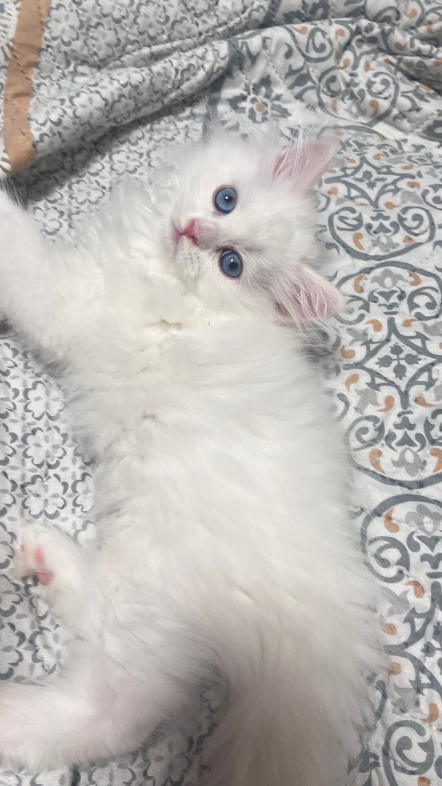 Hypoallergenic Purebred Siberian kittens | Cats & Kittens for Rehoming ...