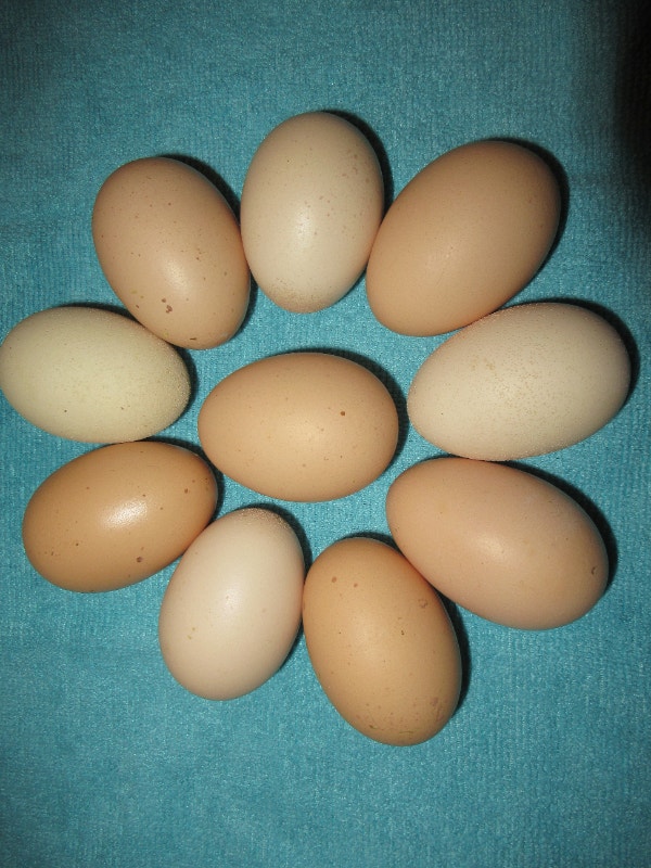 Heritage Rhode Island Red Hatching Eggs | Livestock | Trenton | Kijiji