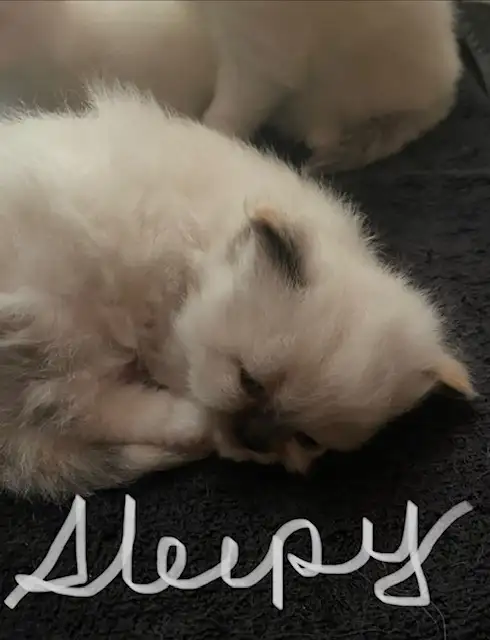 Himalayan Persian silver point kittens | Cats & Kittens for Rehoming ...
