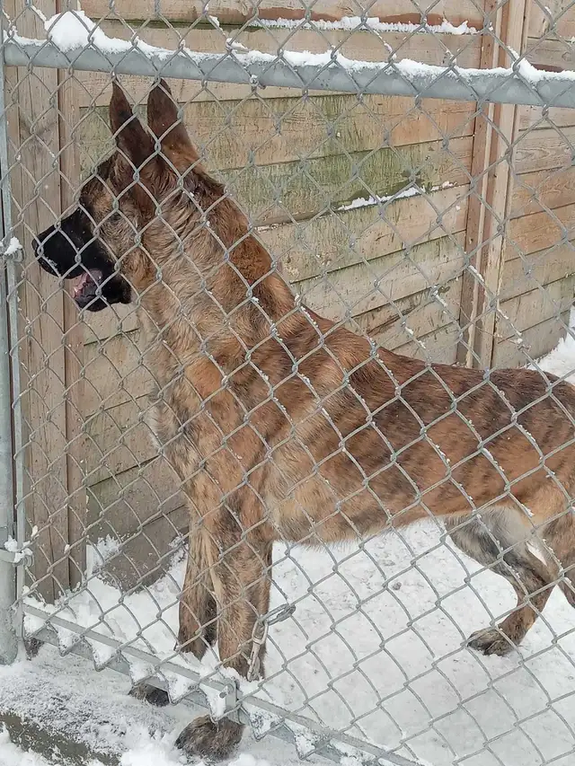 Dutch shepherds | Dogs & Puppies for Rehoming | St. Catharines | Free ...