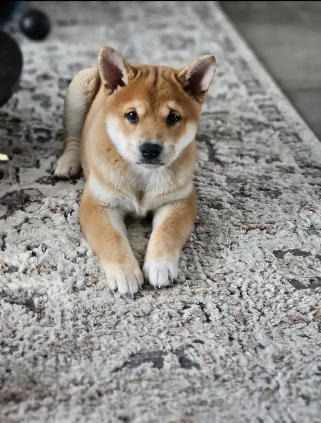 Chiot Shiba Inu puppies ! Pure race !! MICRO PUCÉ | Dogs & Puppies for ...