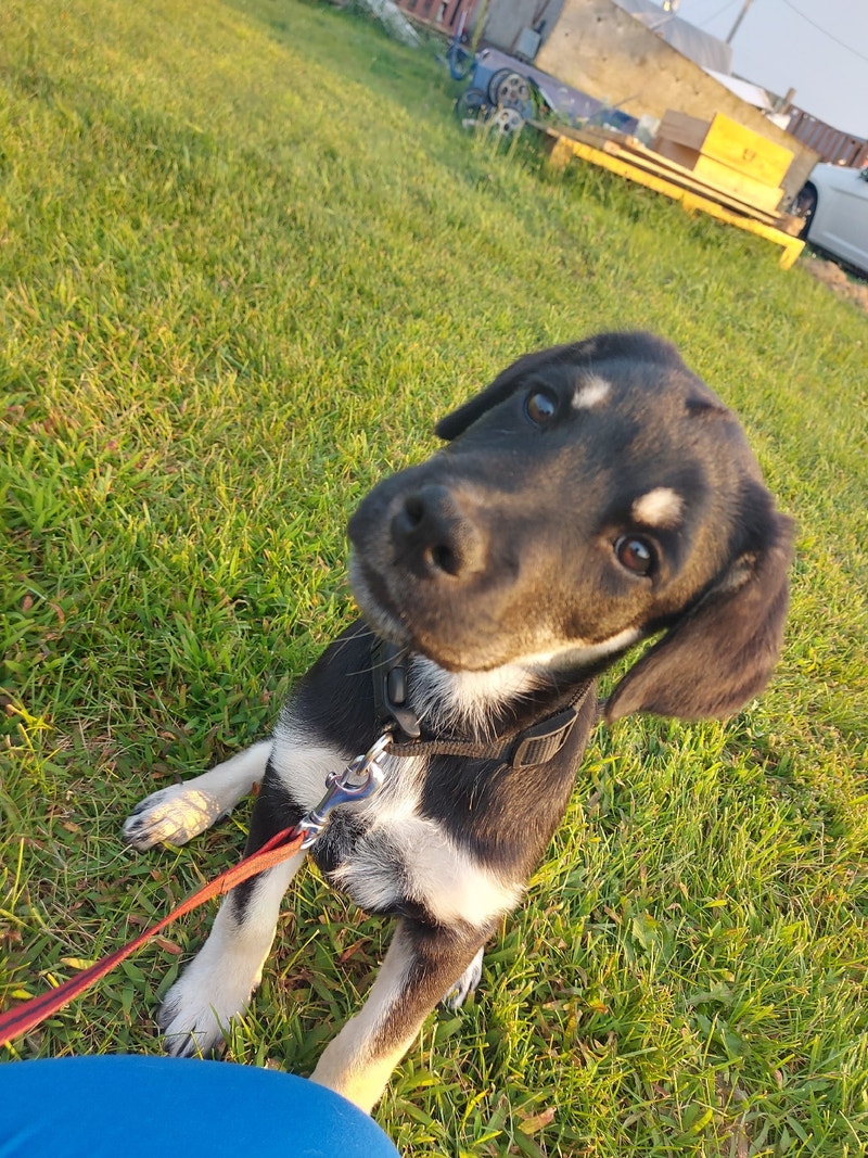 Last puppy Needs a Home! | Dogs & Puppies for Rehoming | Hamilton | Kijiji