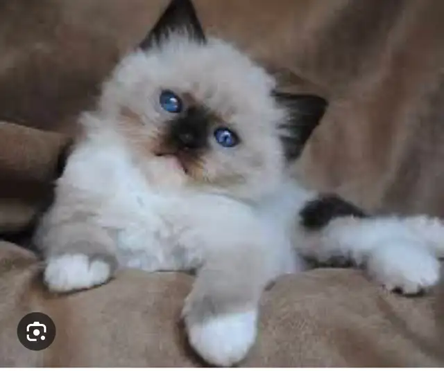 GORGEOUS BABY RAGDOLLS! BICOLOR RAGDOLLS AVAILABLE!!! | Cats & Kittens ...