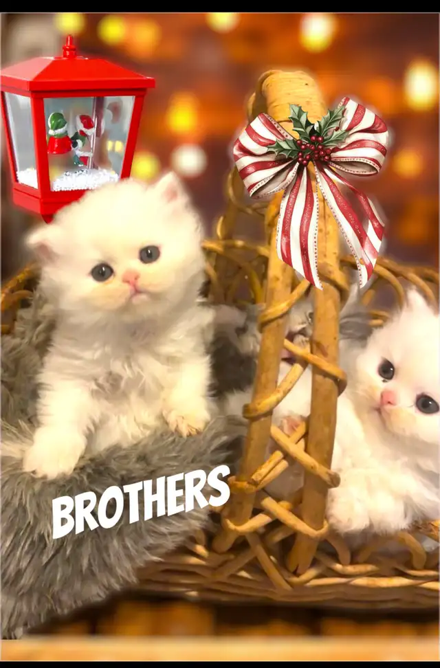 Pretty face Persian kittens (doll like features ) | Cats & Kittens for ...