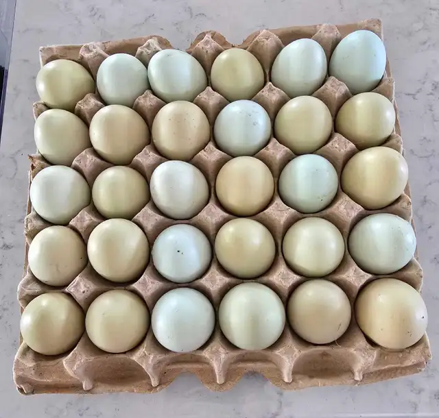 Farm fresh chicken eggs | Livestock | Winnipeg | Free local classifieds ...