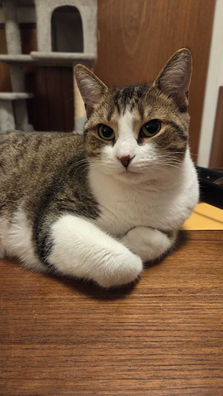 Sweet Cat for Adoption | Cats & Kittens for Rehoming | Ottawa | Free ...