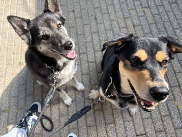 2 Female Dogs | Dogs & Puppies for Rehoming | Kitchener / Waterloo ...