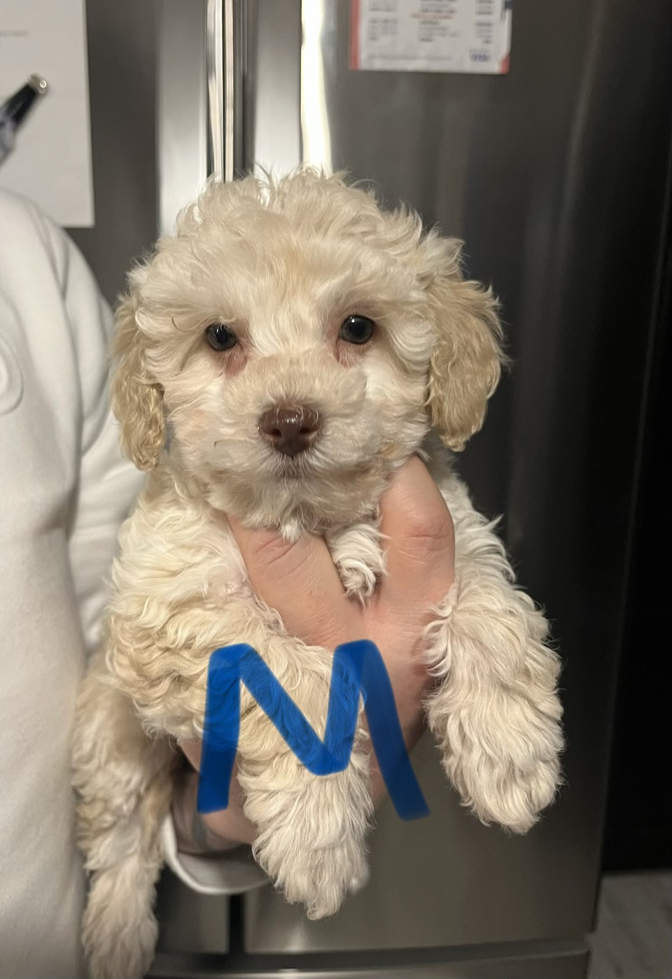 Caniches | Dogs & Puppies for Rehoming | Lévis | Free local classifieds ...