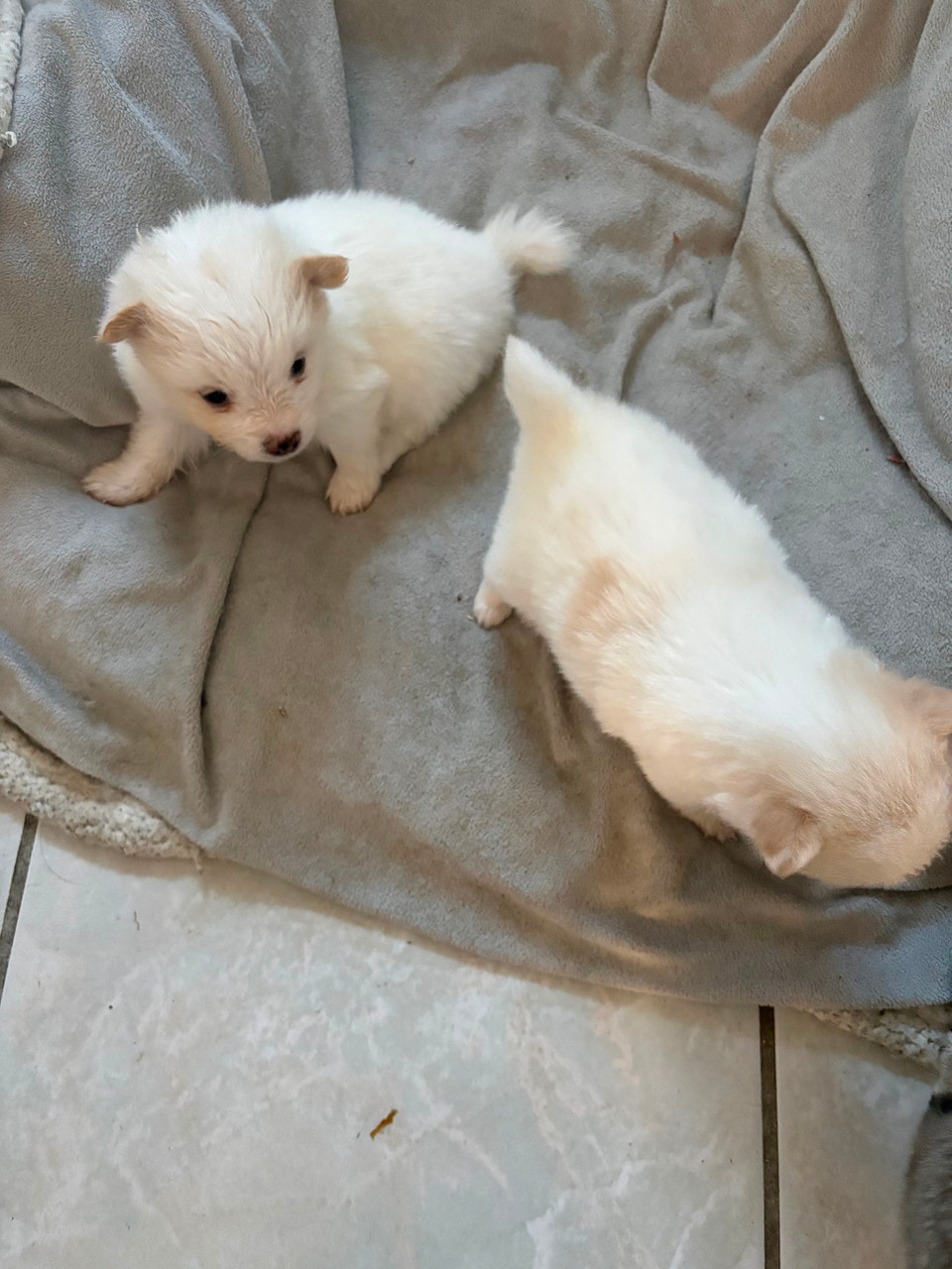 Pomeranian puppies | Dogs & Puppies for Rehoming | Vancouver | Free ...