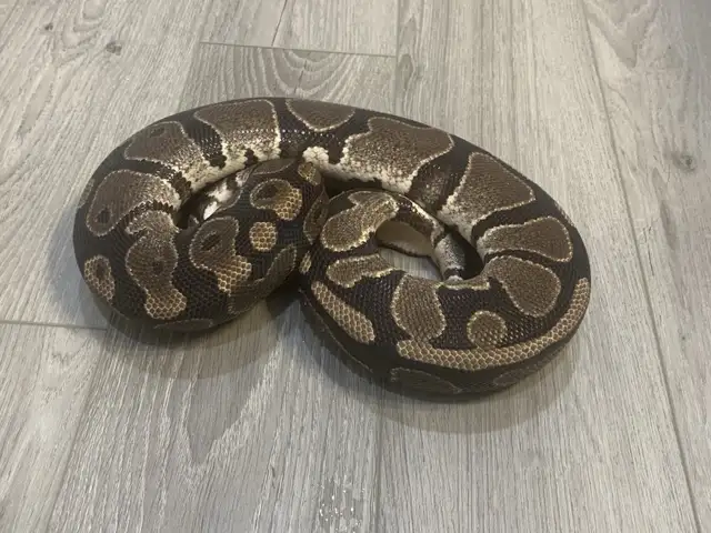 Ball Pythons for sale | Reptiles & Amphibians for Rehoming | London ...