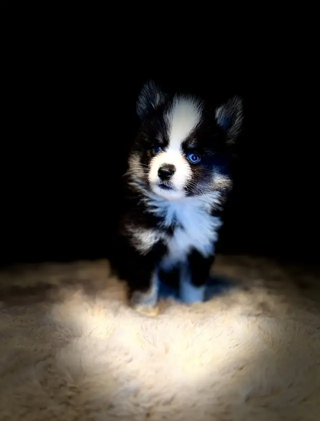 Pomsky F4 | Dogs & Puppies for Rehoming | Longueuil / South Shore ...