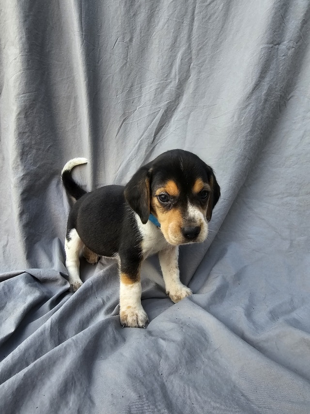 Pure-Bred Tri-Color Beagle | Dogs & Puppies for Rehoming | Calgary | Kijiji