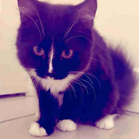 Superbe jeune chatte noire et blanche type Maine Coon, 4 mois | Cats ...