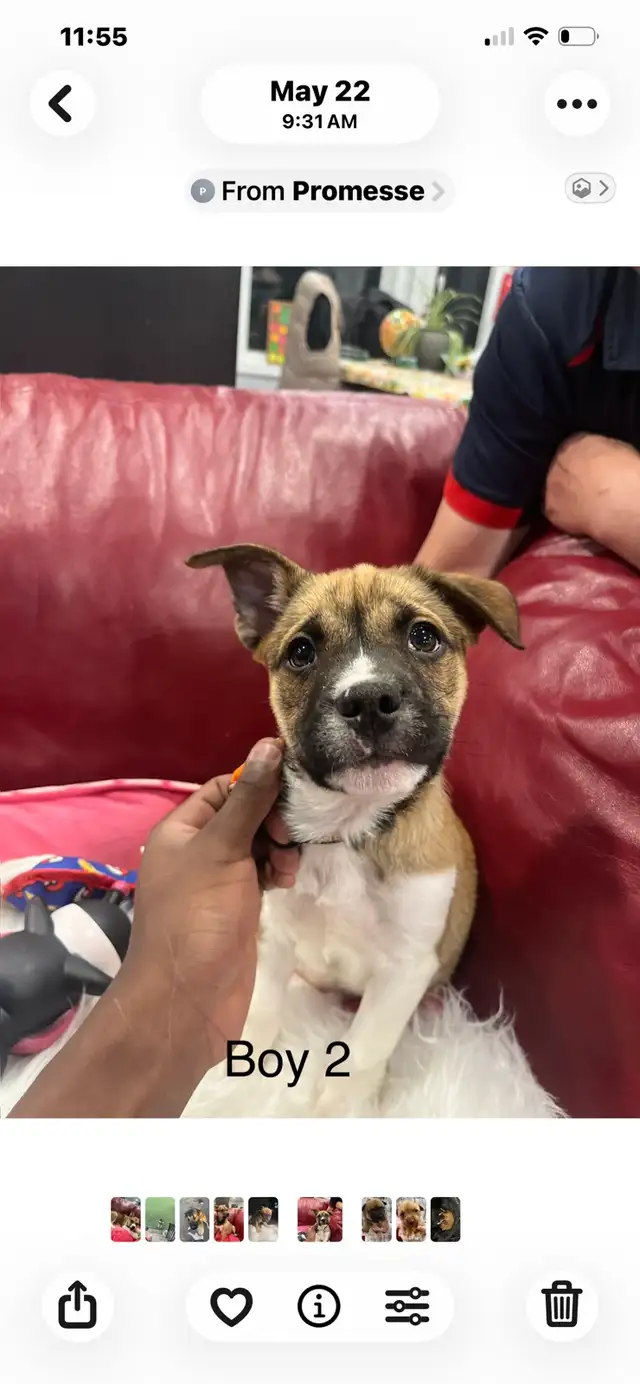 Mixed puppies only serious Inquiries please and thx | Dogs & Puppies ...