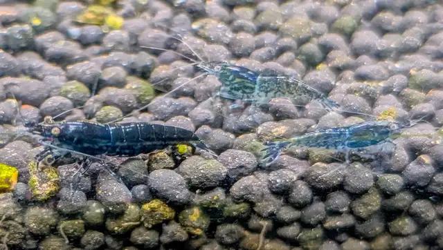 15 for $10 Black/Blue Neocaridina Shrimp Colour Variation | Fish for ...