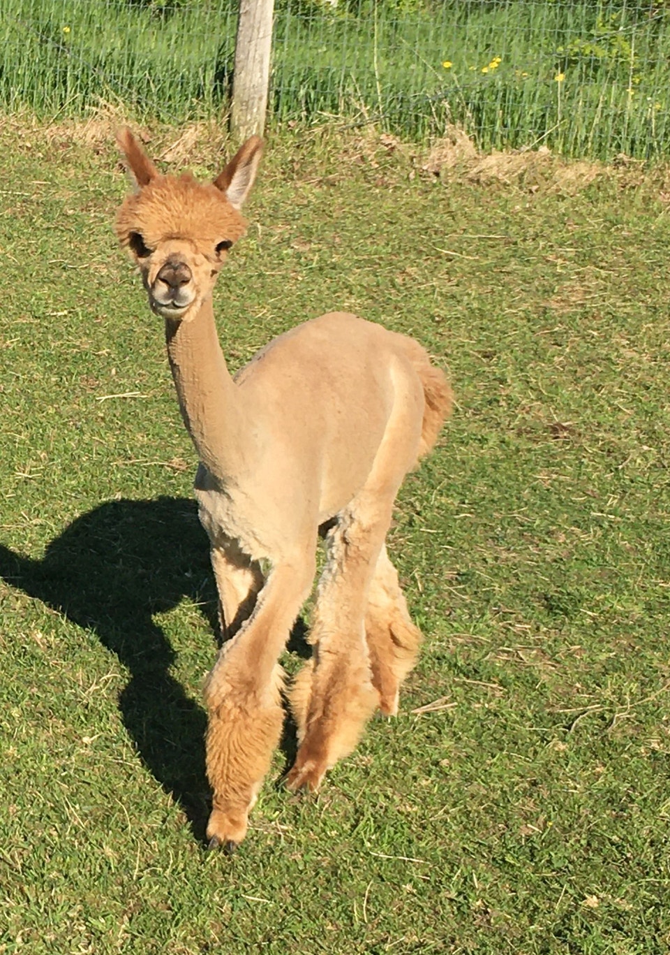 UPDATED - Quality Alpaca Breeding Stock For Sale | Livestock | Ottawa ...