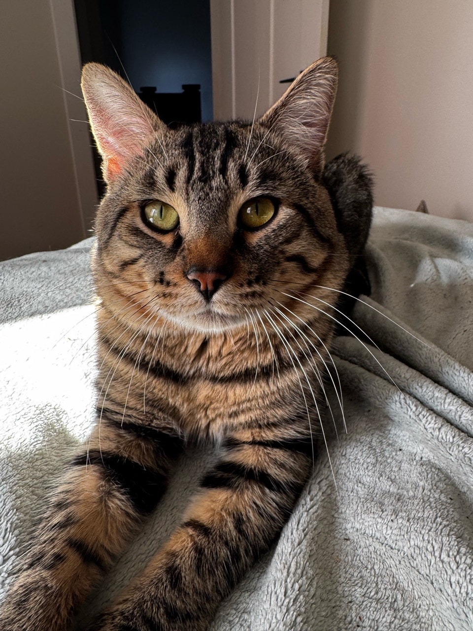 bengal mix croisé avec tabby brun | Cats & Kittens for Rehoming ...